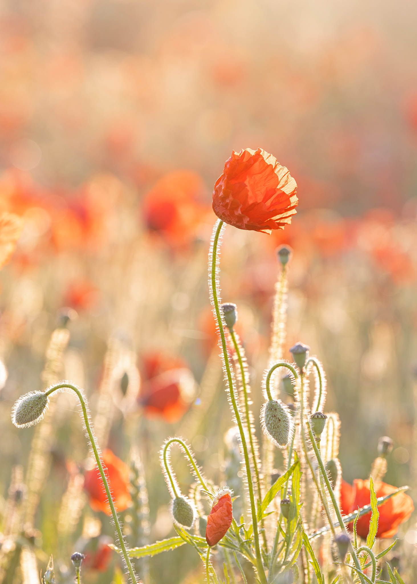 South Downs National Park Photos - Fine art prints for sale